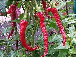 Amazon.com : Dagger Pod Hot Pepper Seeds (80 Seed Pack) : Patio, Lawn ...