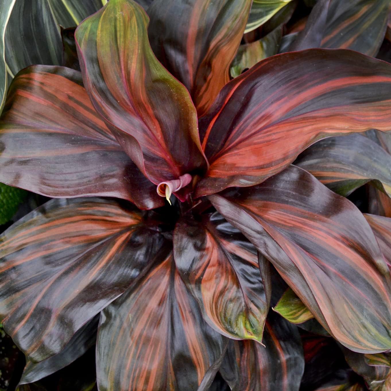 Amazon.com : Cordyline terminalis 'Cherry Cordial' Live Hawaiian Ti ...