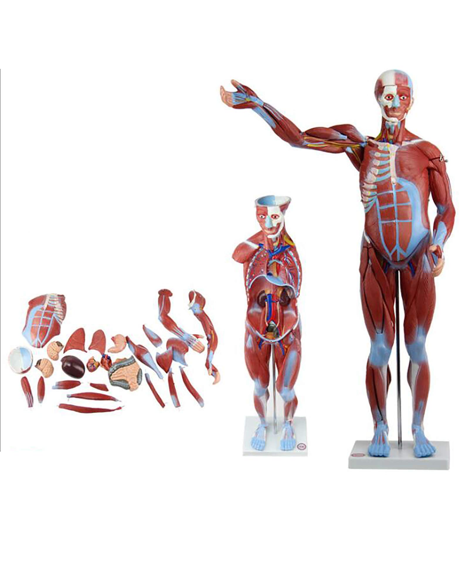 Buy LJJ 80CM Human Muscle Anatomical Model 27 Parts Human Whole Body ...