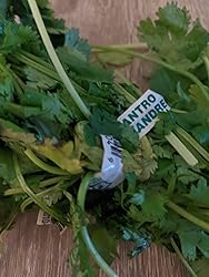 Amazon.com: Cilantro, 1 Bunch : Grocery & Gourmet Food