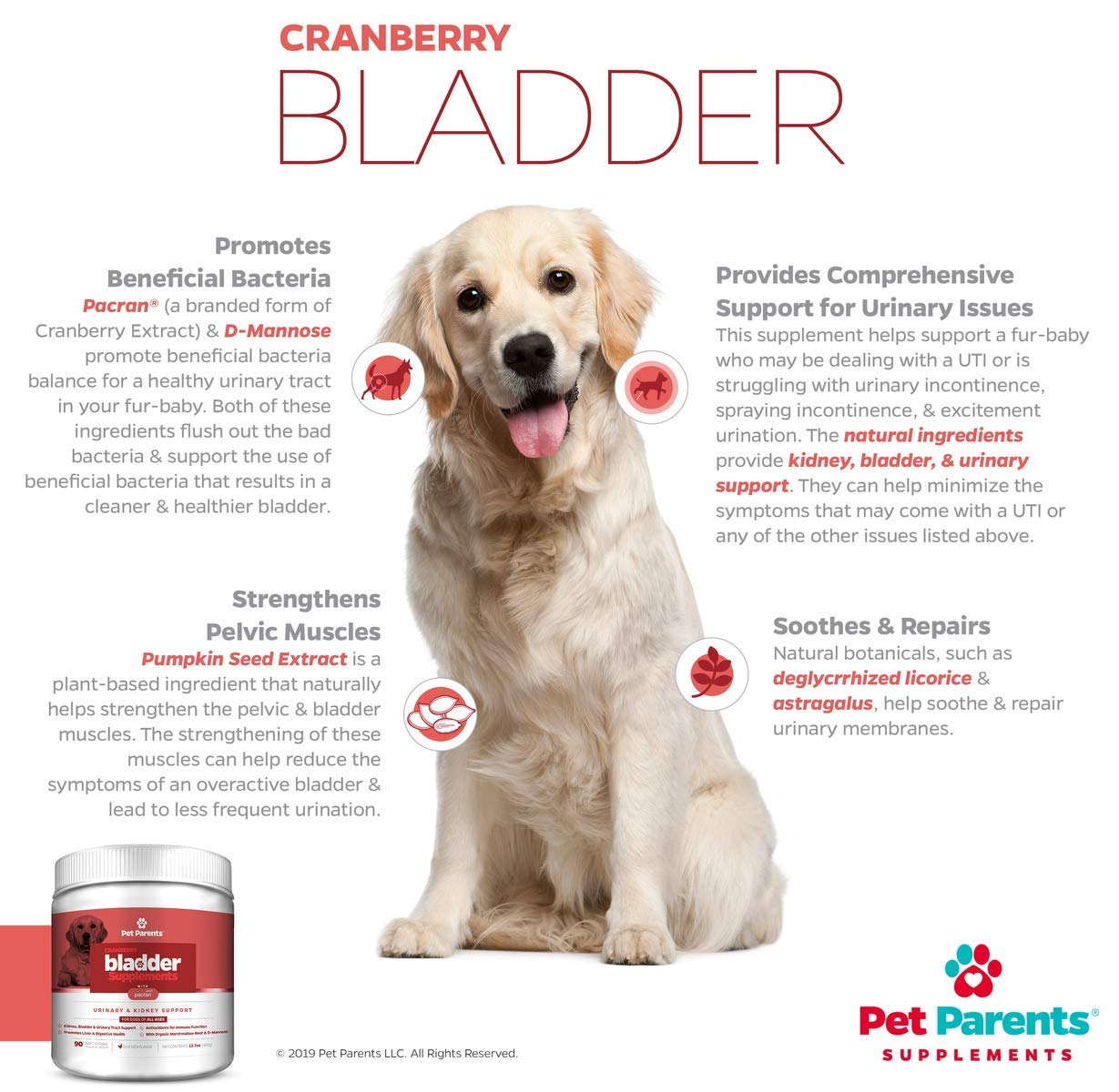 What Are The Symptoms Of A Kidney Infection In A Dog