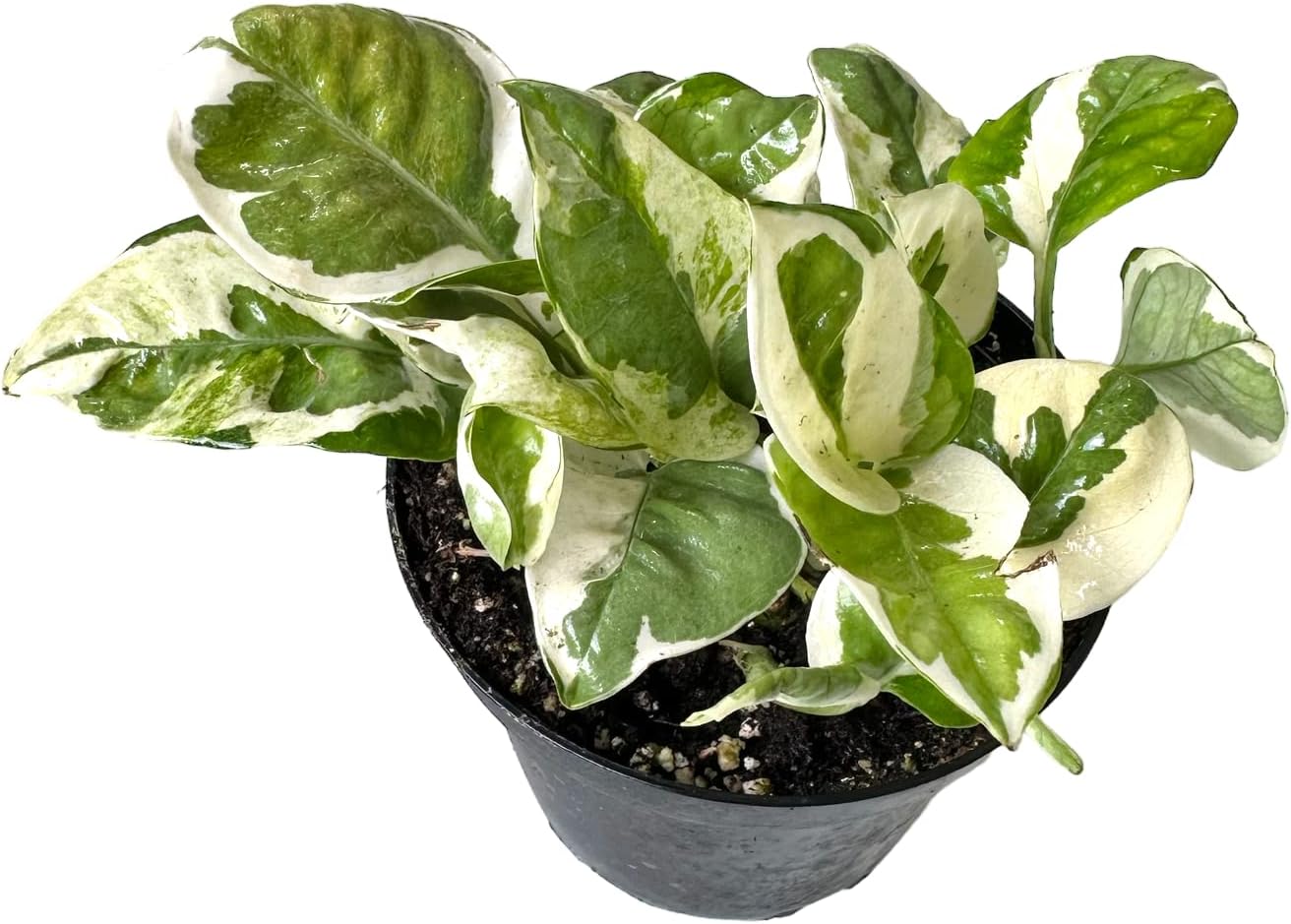 Amazon.com : Pothos N’Joy Live Indoor Plant, 4 inch Pot - Hopewind ...