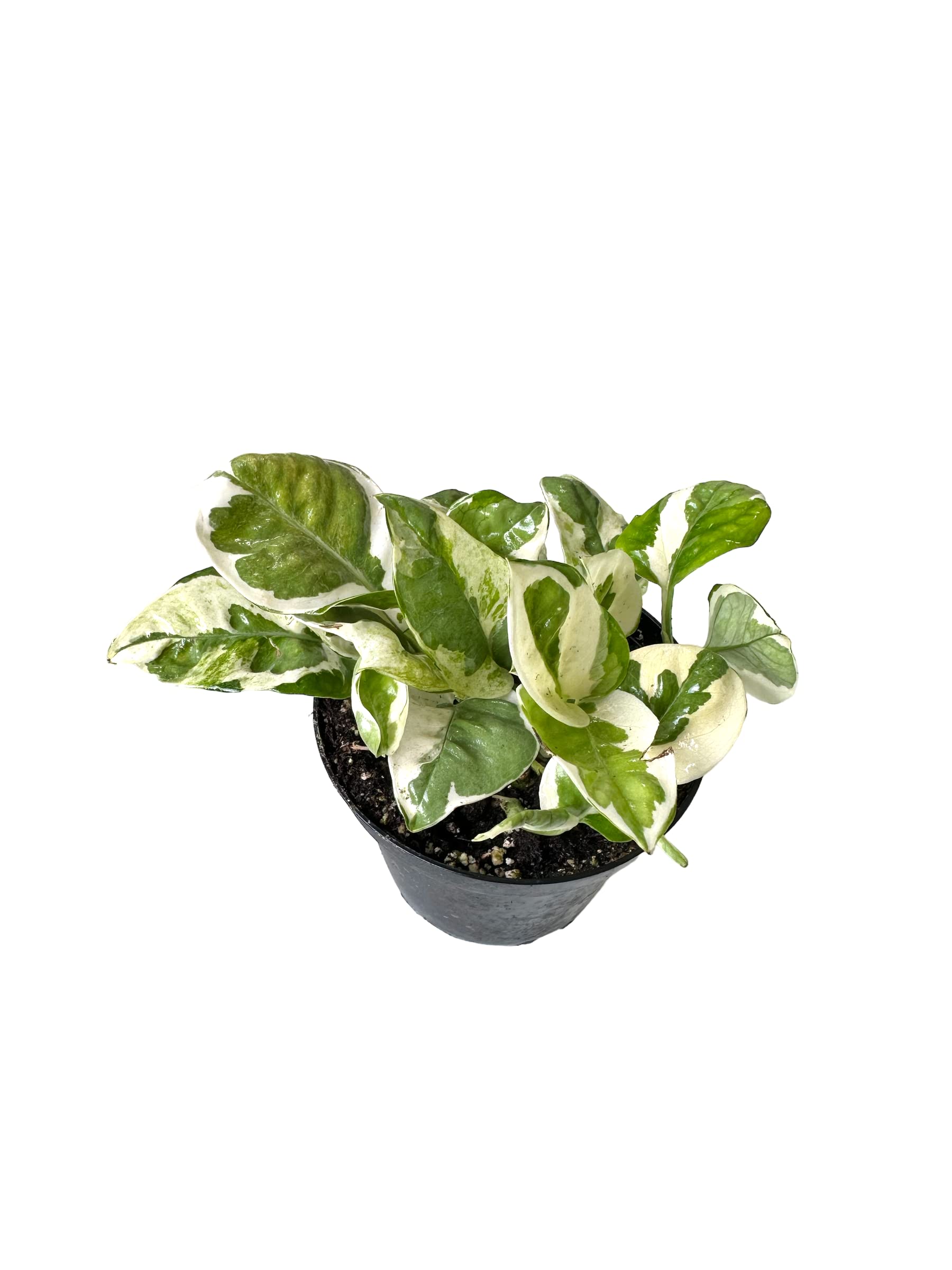 Amazon.com : Pothos N’Joy Live Indoor Plant, 4 inch Pot - Hopewind ...