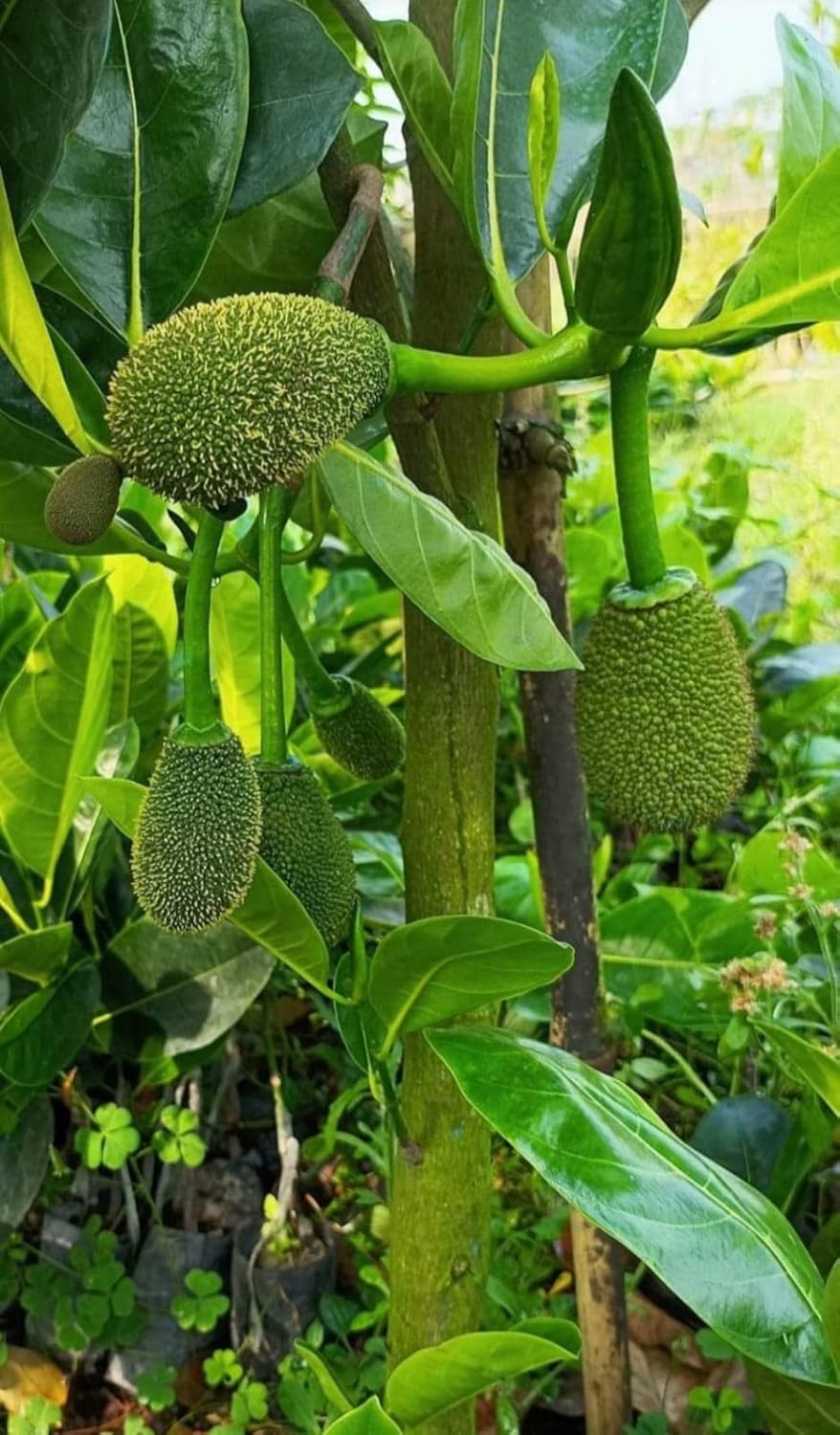 Mr plant nursery Home Plant High Yield Live All Season Vietnam Super ...