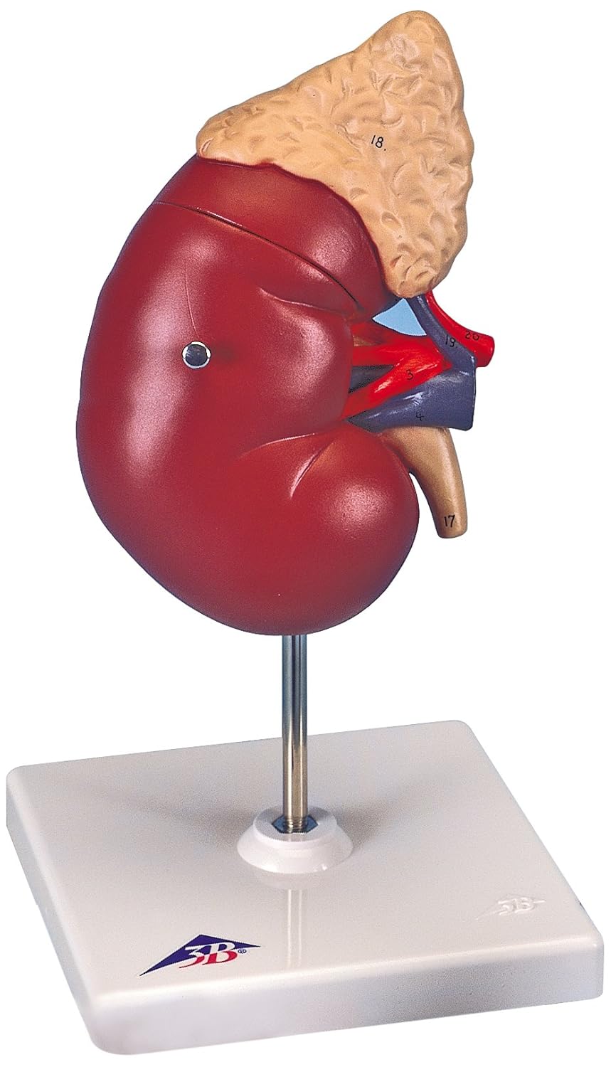 3B Scientific K12 Niere mit Nebenniere, 2-teilig : Amazon.de: Gewerbe ...