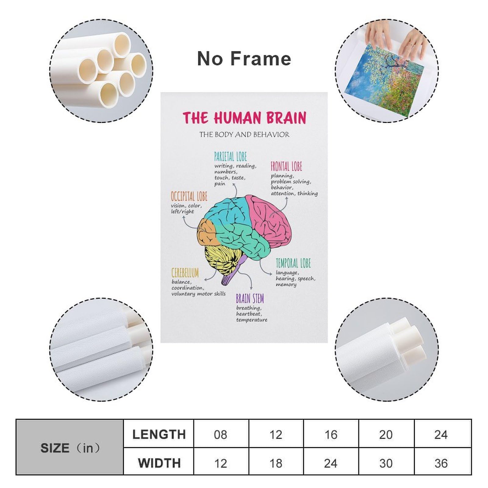 Human Brain Worksheet Brain Regions And Functions | Ask A Biologist
