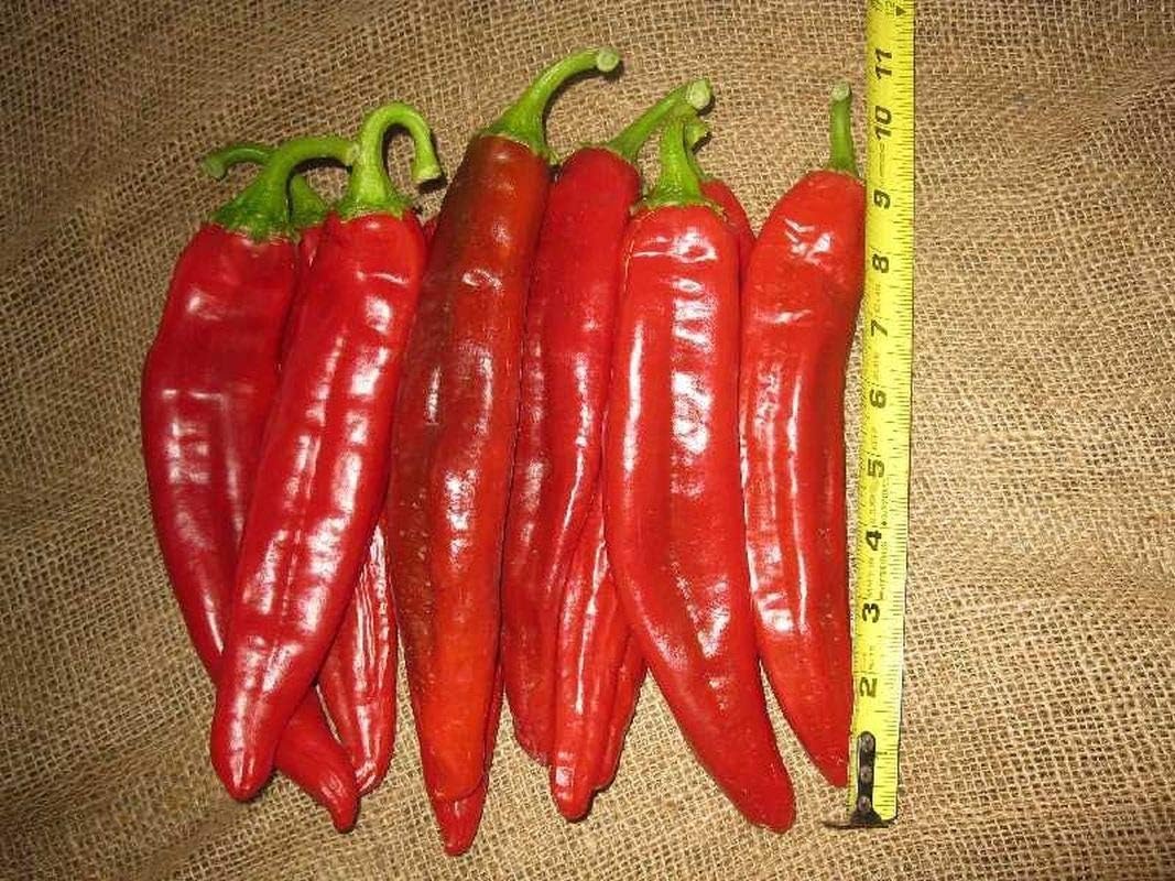 Amazon.com : Big Jim Legacy Pepper - 8 to 10 inches - mild to Medium ...