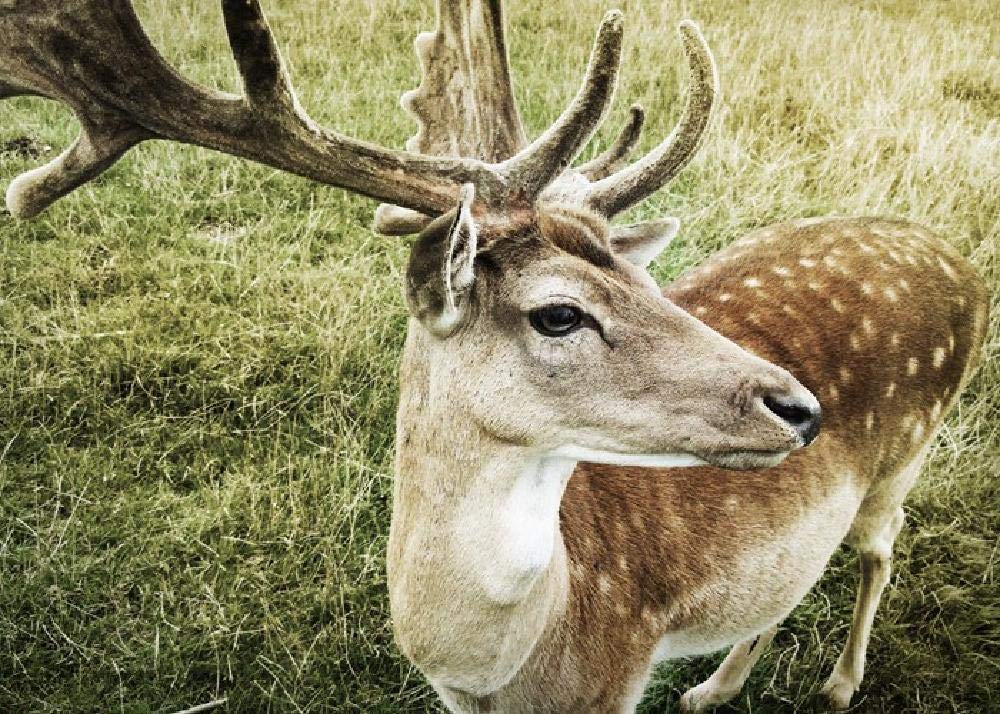Venado Animado