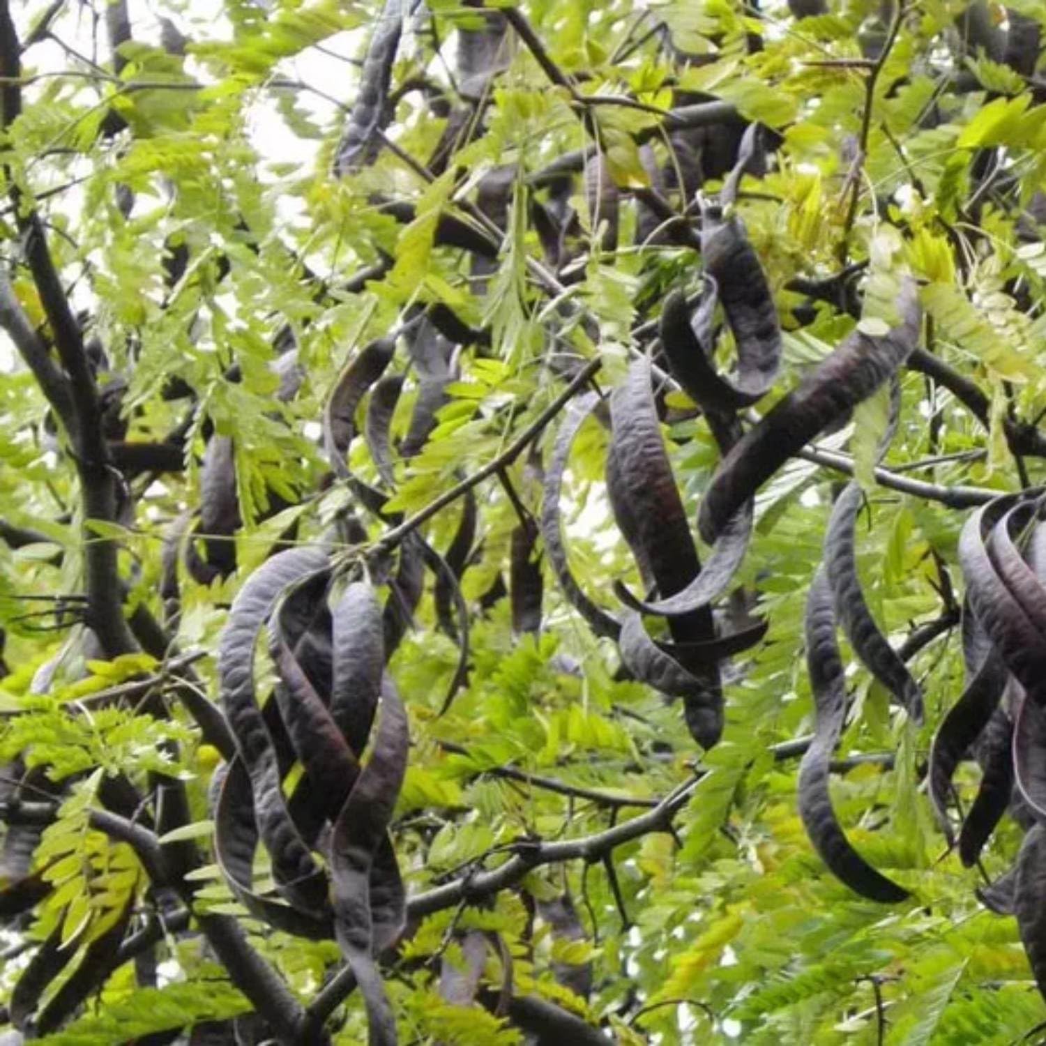 Black Locust Pods