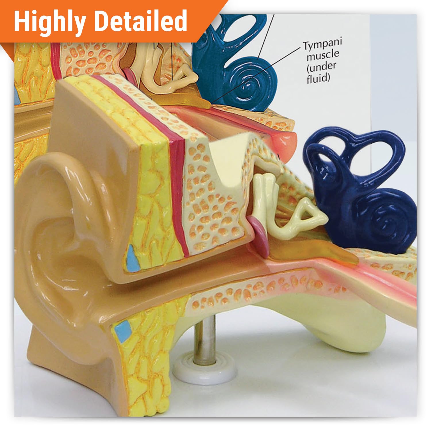 Snapklik.com : Child Ear Model, Replica For Human Anatomy And ...