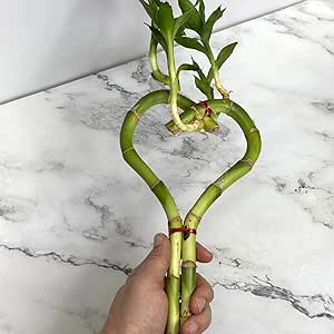 Amazon.com: Lucky Bamboo Live Plant Heart Shaped | Zen Heart Shaped ...