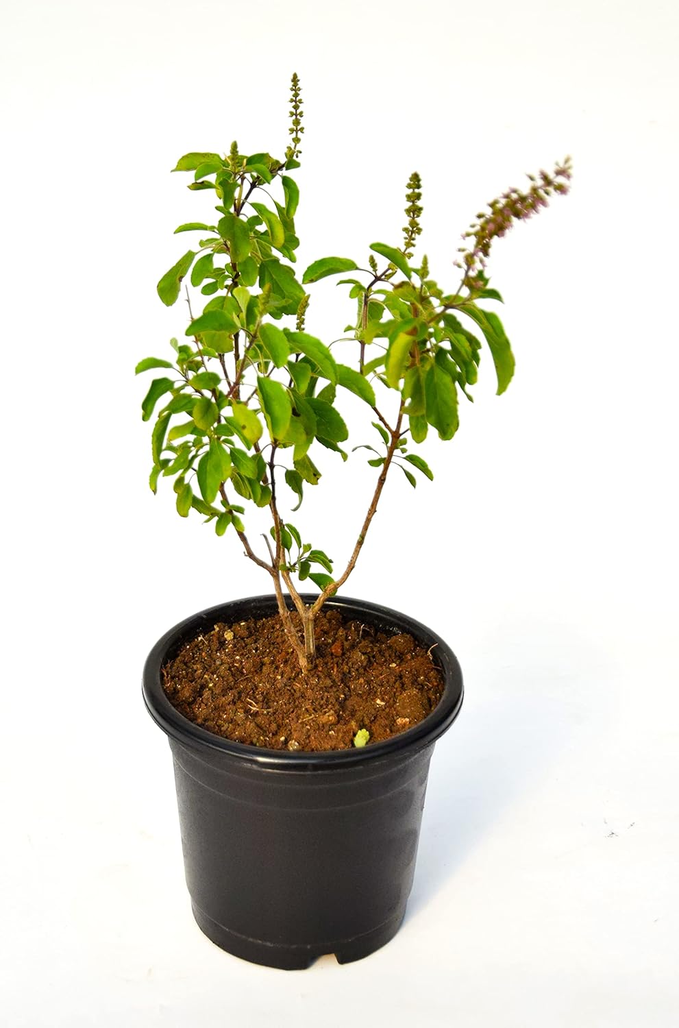 India Gardening Ayurvedic Rama Tulsi Plant Green Tulsi Live Plant With ...