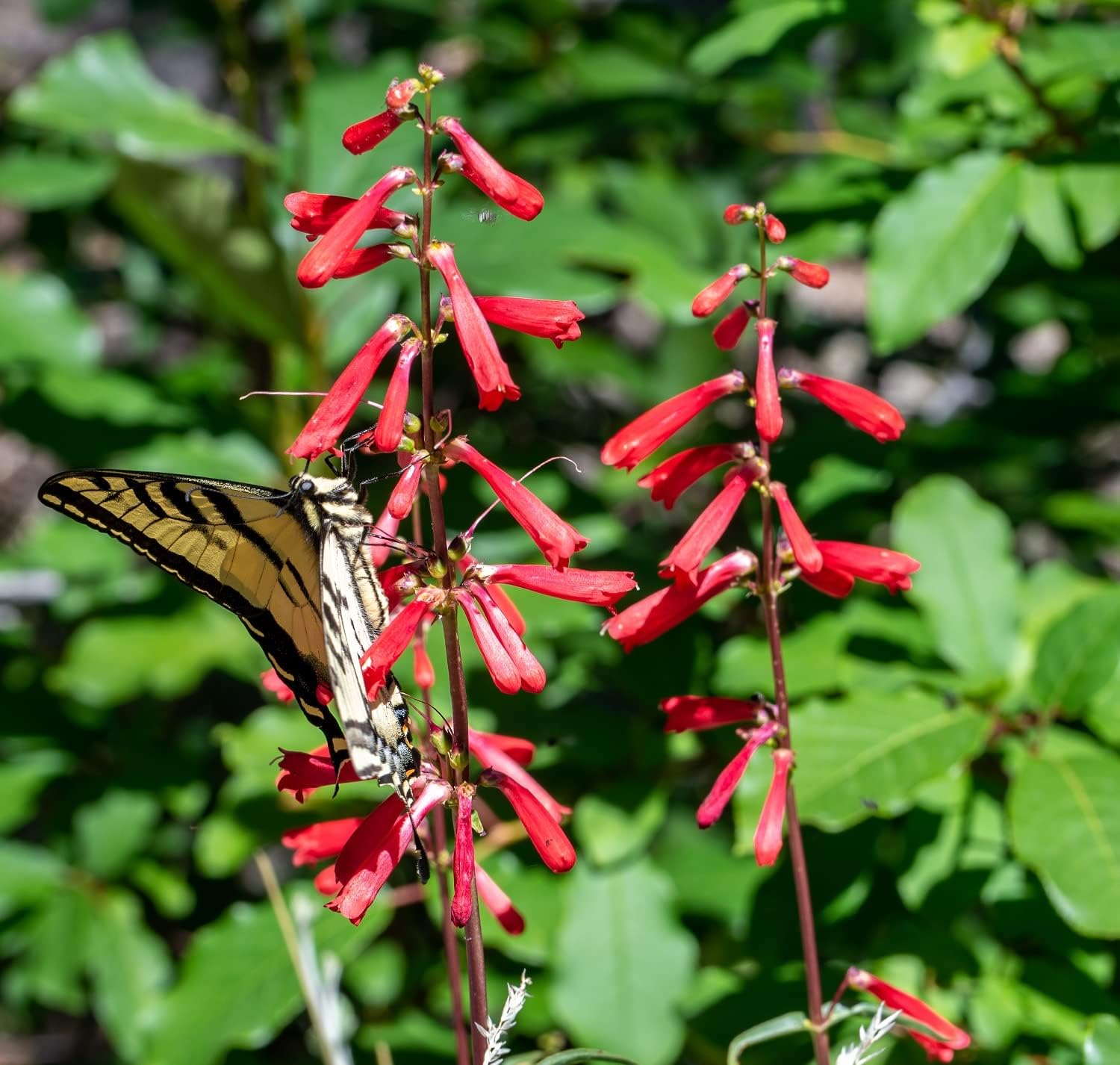 Amazon.com : 150 Eaton's FIRECRACKER PENSTEMON Penstemon Eatonii Flower ...