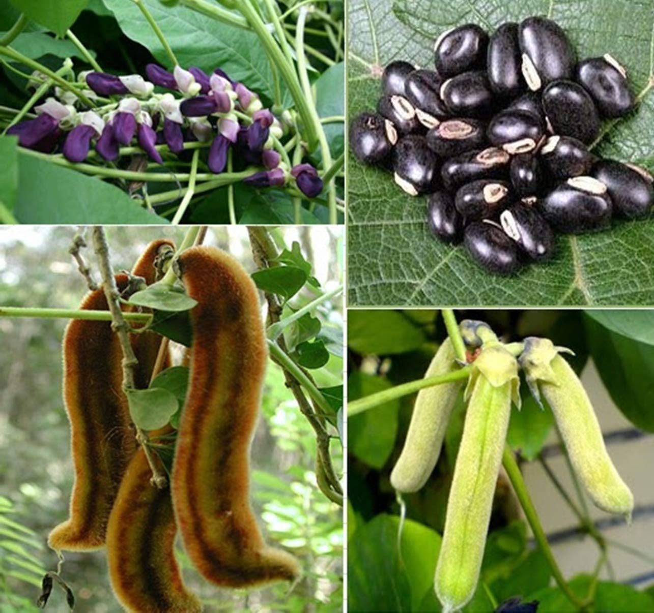Mucuna Pruriens Velvet Bean Cow itch Raw Black Bengal velvet bean ...