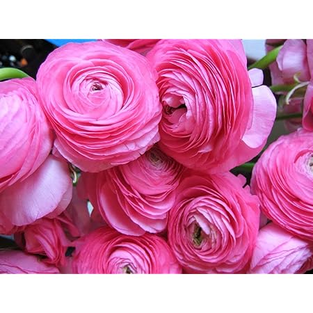 Amazon.com : Pastel Pink Ranunculus Bulbs(10 Bulbs) Perennial Great ...