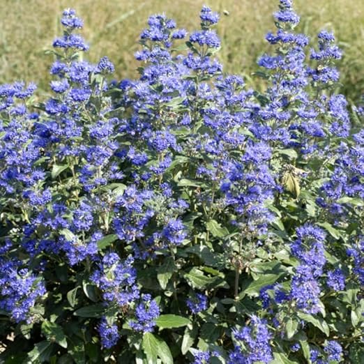 Amazon.com : Live Blue Bluebeard Plant Shrub Bush Flower Plant ...