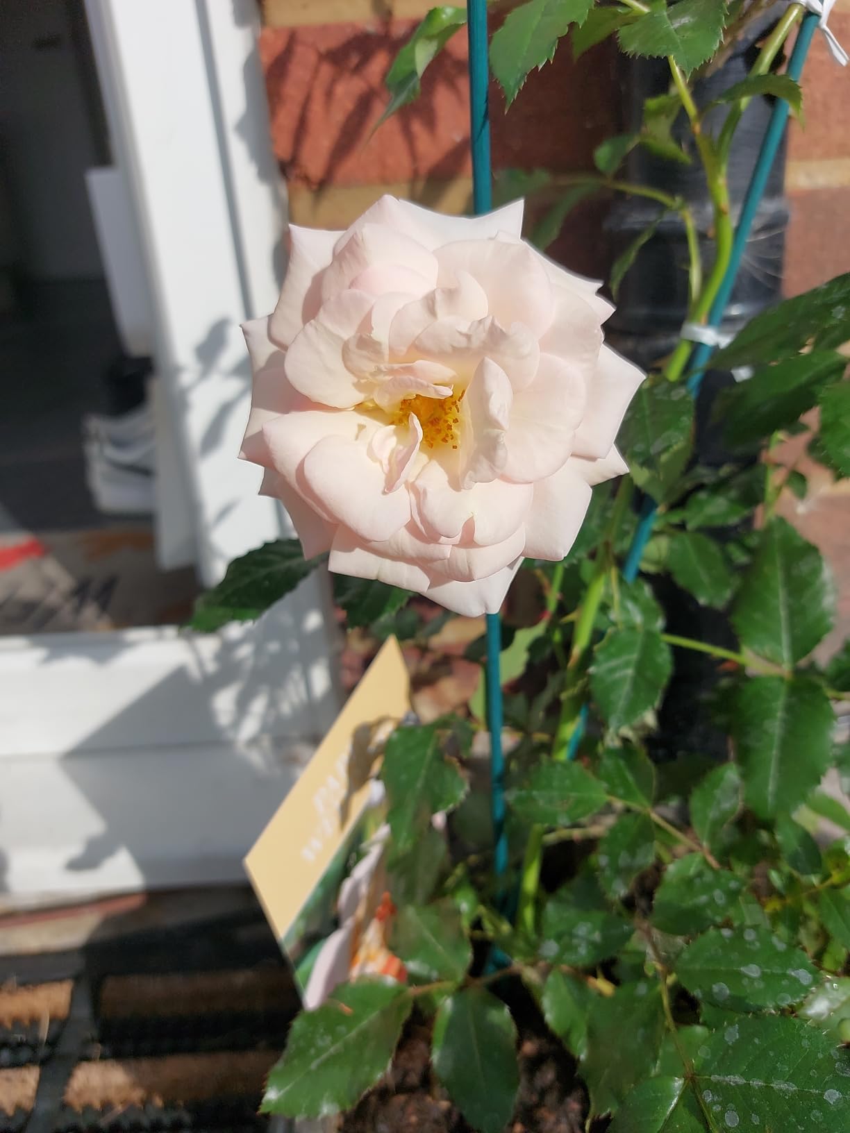 Paper Wedding Rose - 1st Wedding Anniversary - Help Celebrate a Special ...