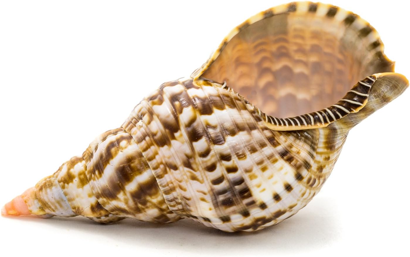 Amazon.com: Triton Shell | 1 Triton Sea Shell 6"-7" | Plus Free ...