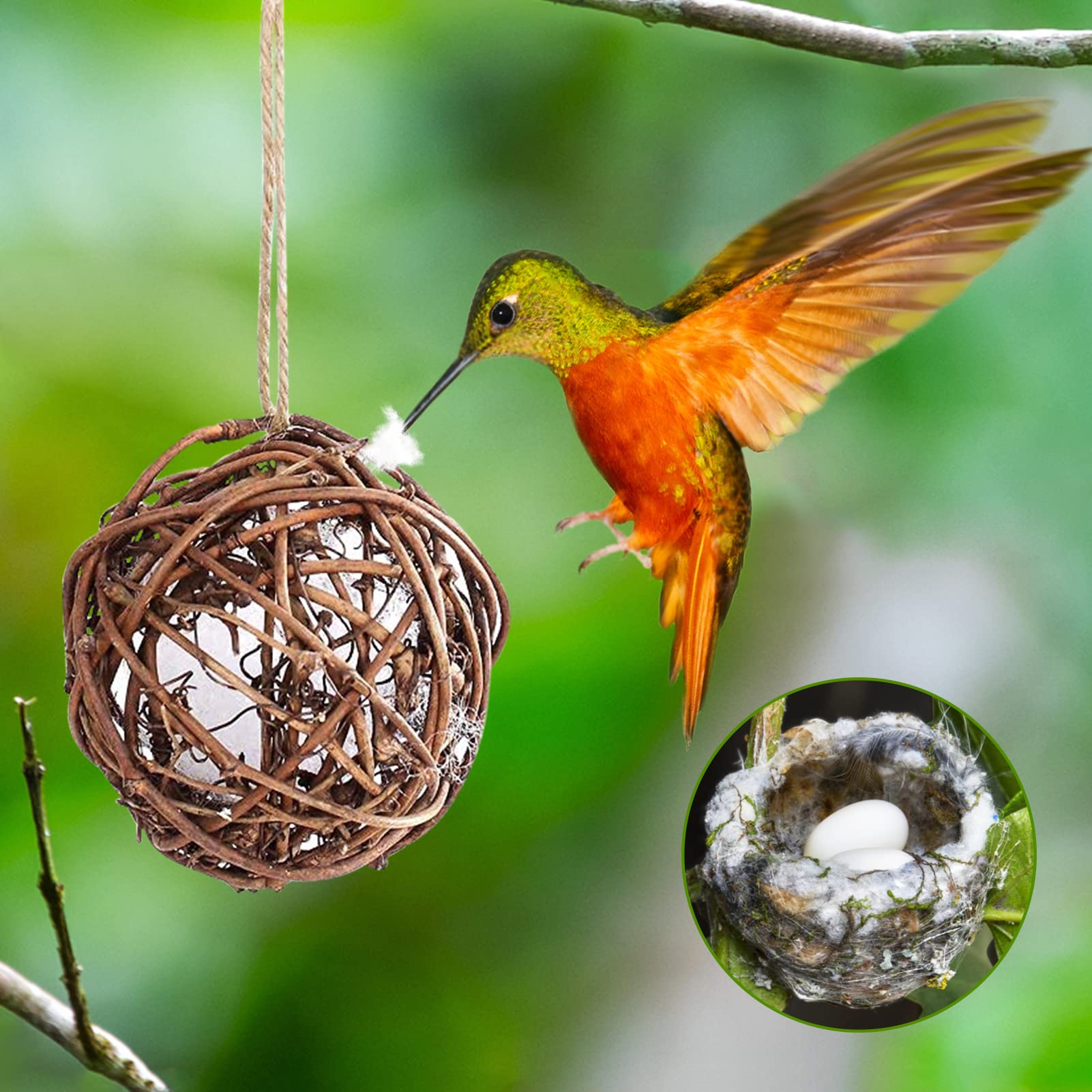 ハミングバード hummingbird 155 - nimfomane.com