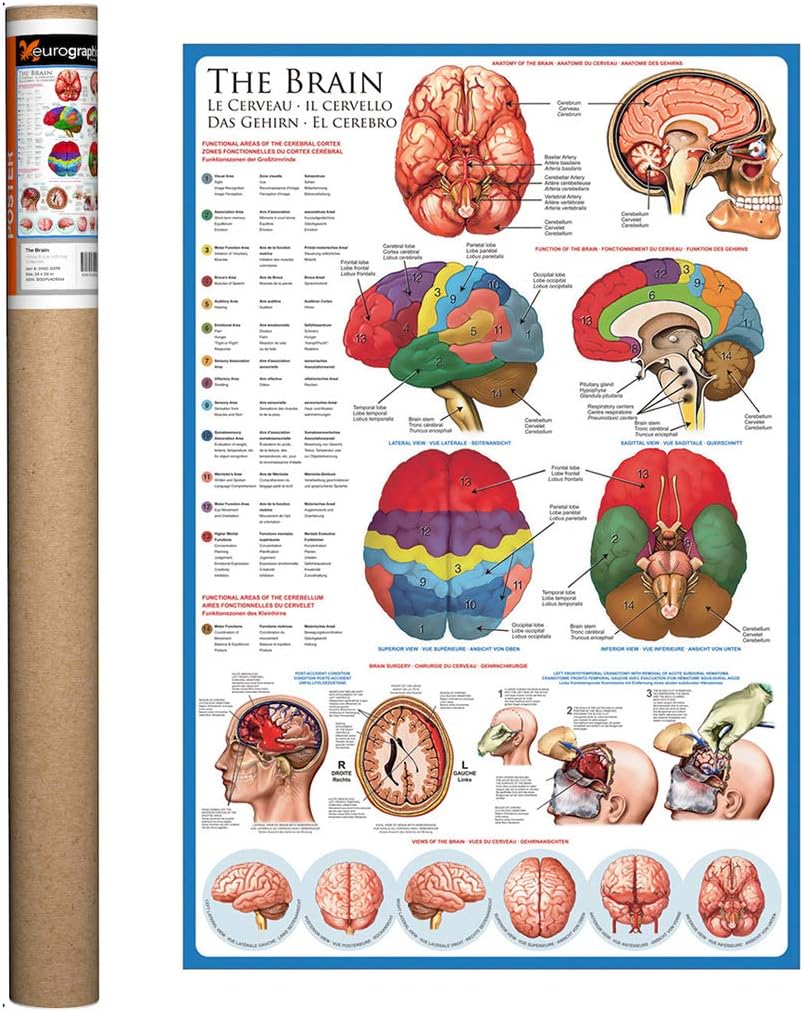 Amazon.com: EuroGraphics The Brain Poster, 36 x 24 inch: Posters & Prints