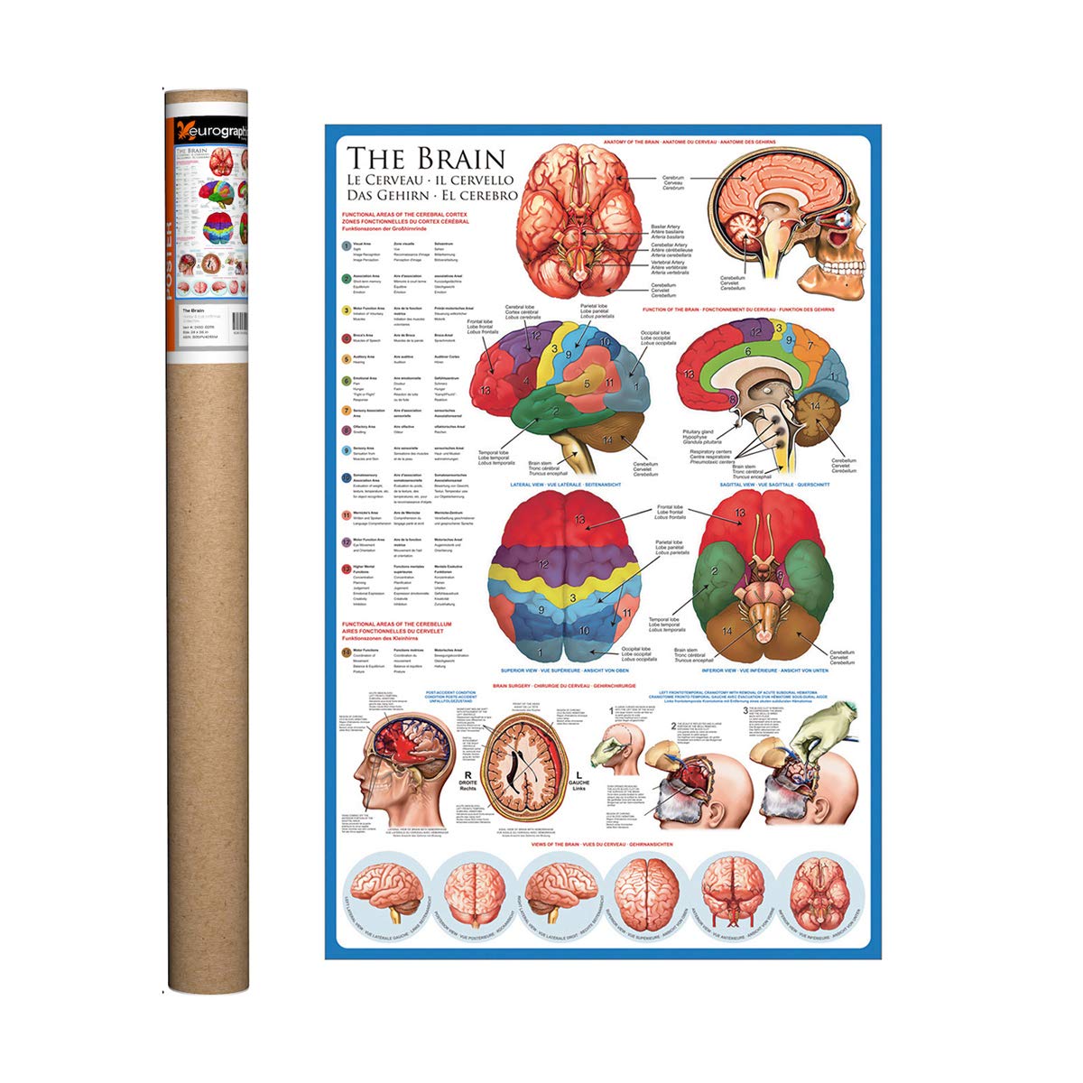 The Brain Anatomy Poster by Bar Charts : Amazon.in: Home & Kitchen