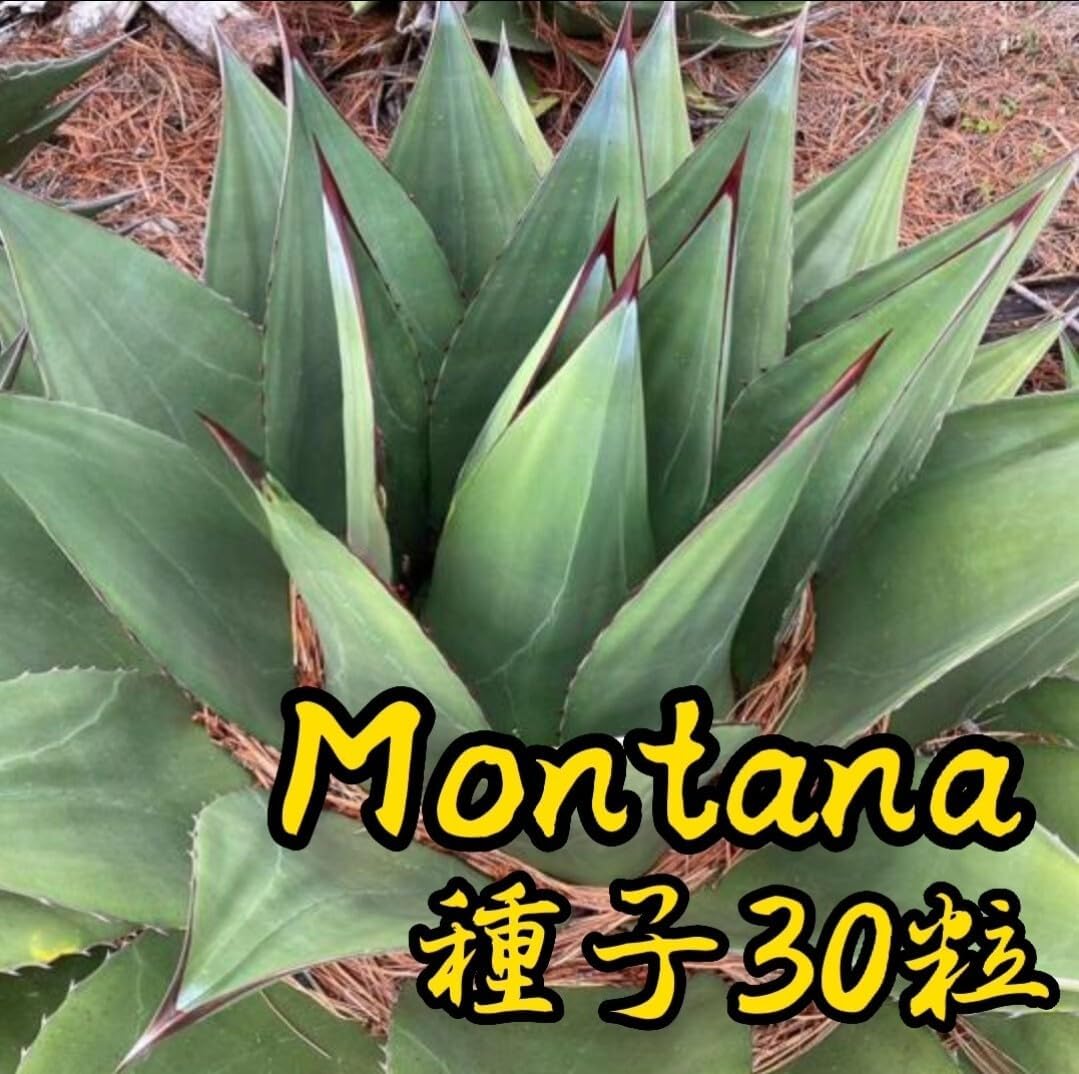 Amazon.co.jp: Agave montana Seeds 30 Montana Seeds + 3 Capsules : DIY ...