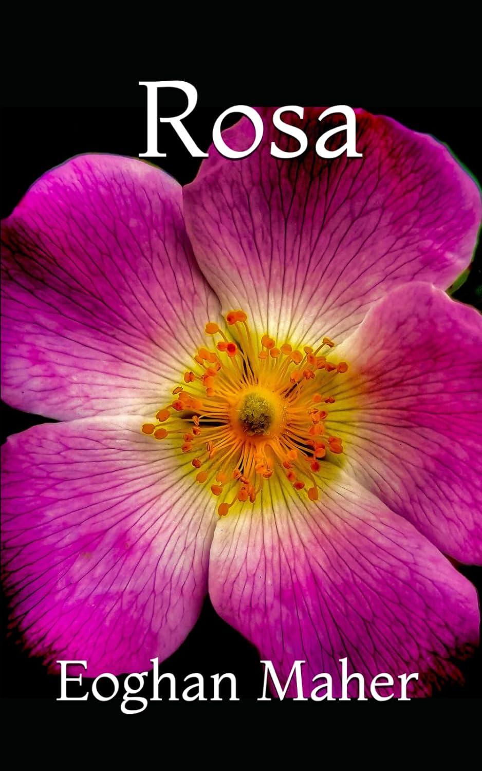 Rosa: Maher, Mr Eoghan: 9781738483907: Amazon.com: Books