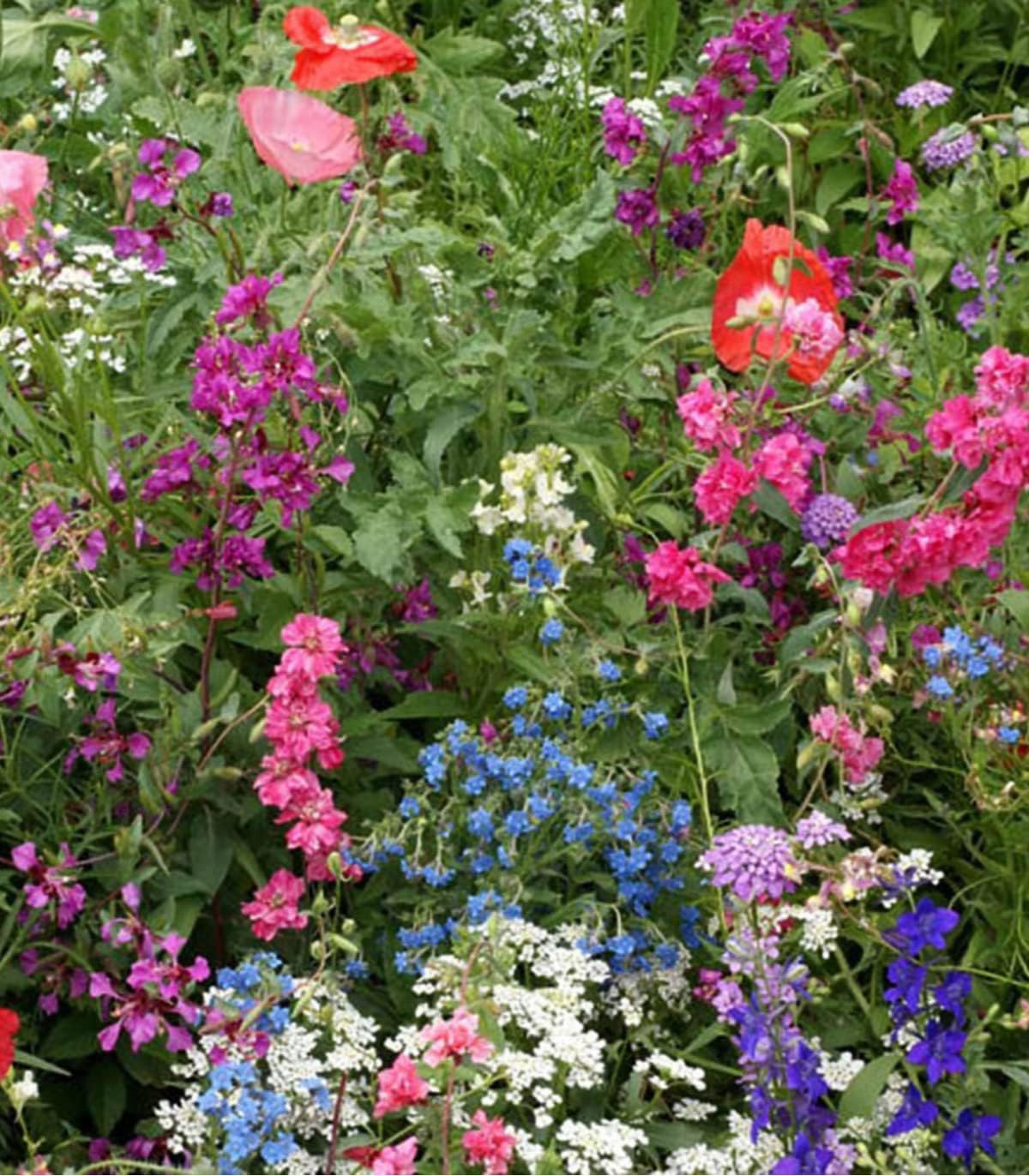 Amazon.com : Earthcare Seeds Partial Shade Flower Mix 3,000 (Annuals ...