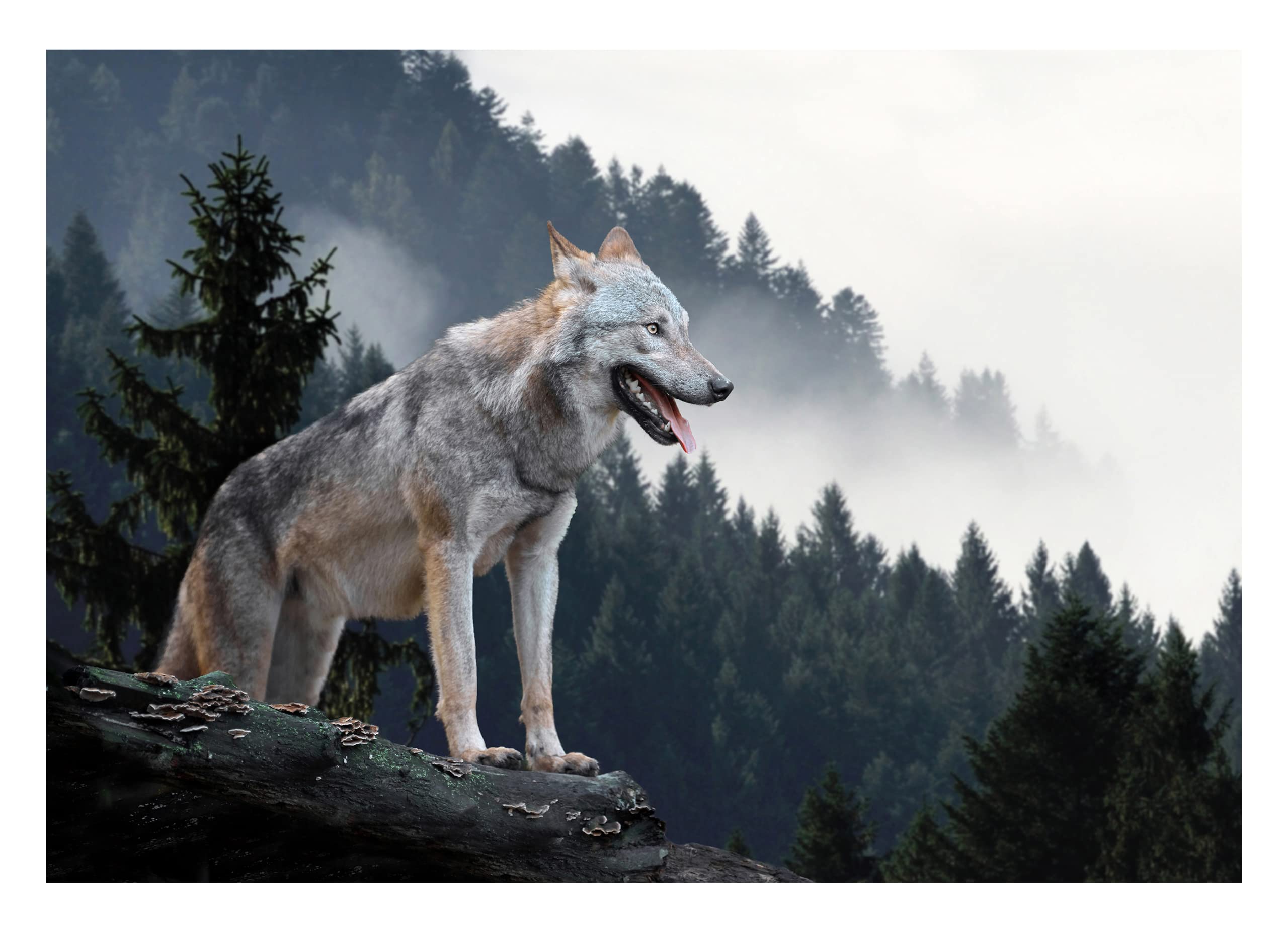 Fog Animals Wolf HD Wallpaper: Animals, Art, Emotion, Fantasy, Fog,