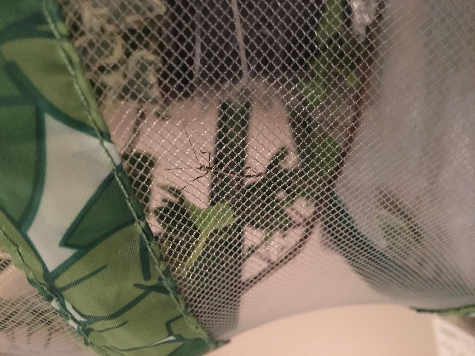 Living Twig Stick Insect Kit : Amazon.co.uk: Toys & Games