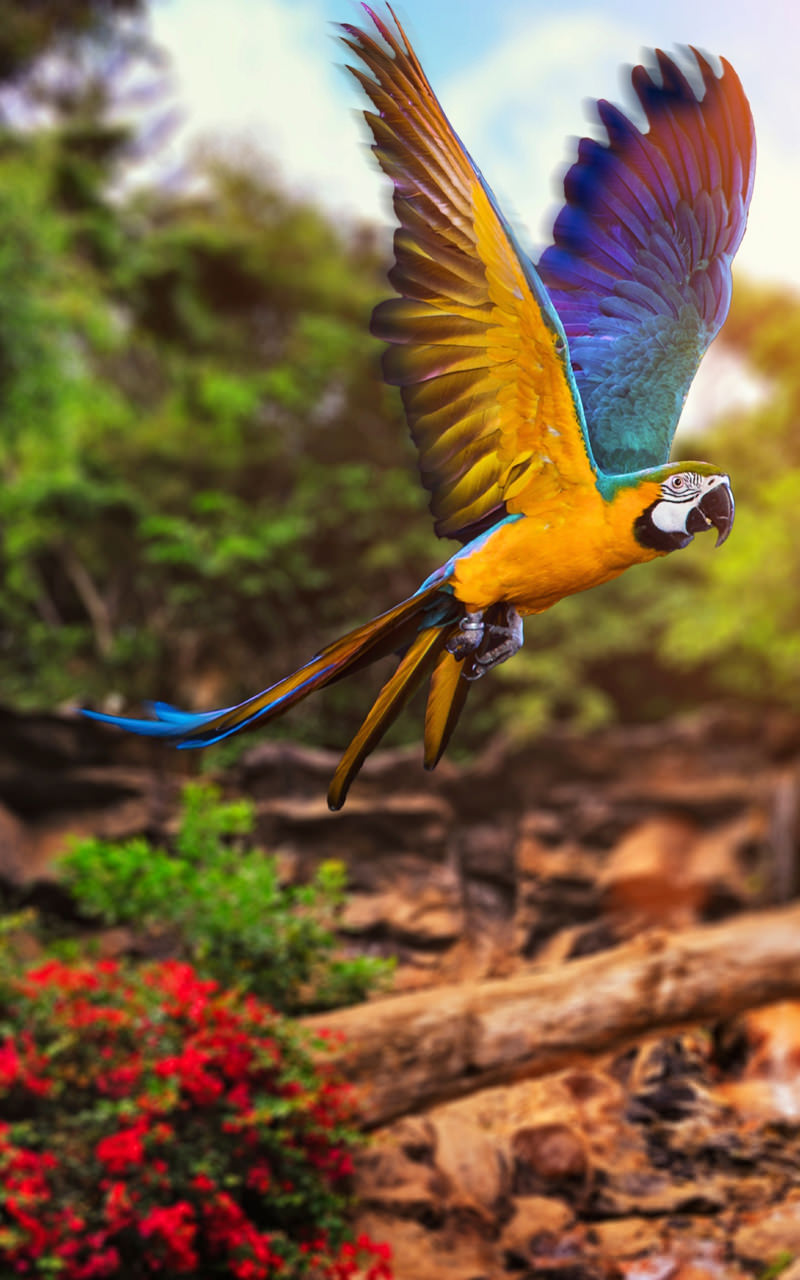Animals HD Live Wallpaper - App on Amazon Appstore
