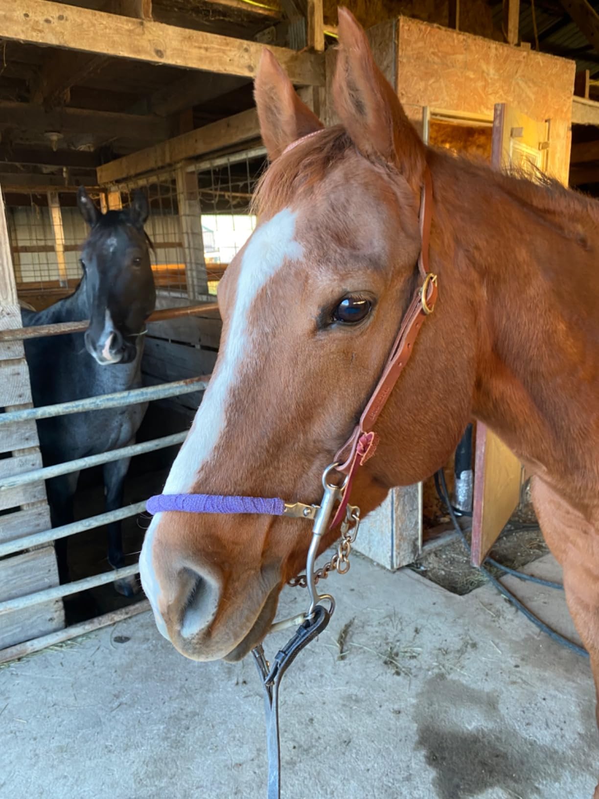 Amazon.com: BLACK HOOF Sliding One Ear Headstall - Western Horse ...