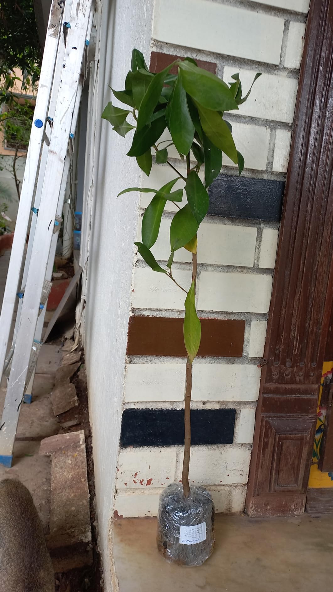 Hug A Plant | Kili Njaval (Ardisia elliptica) Fruit/Medicinal Live ...