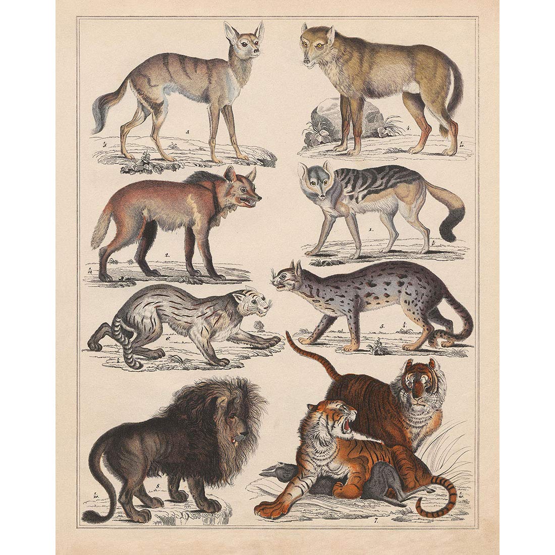 Scientific Animal Illustration