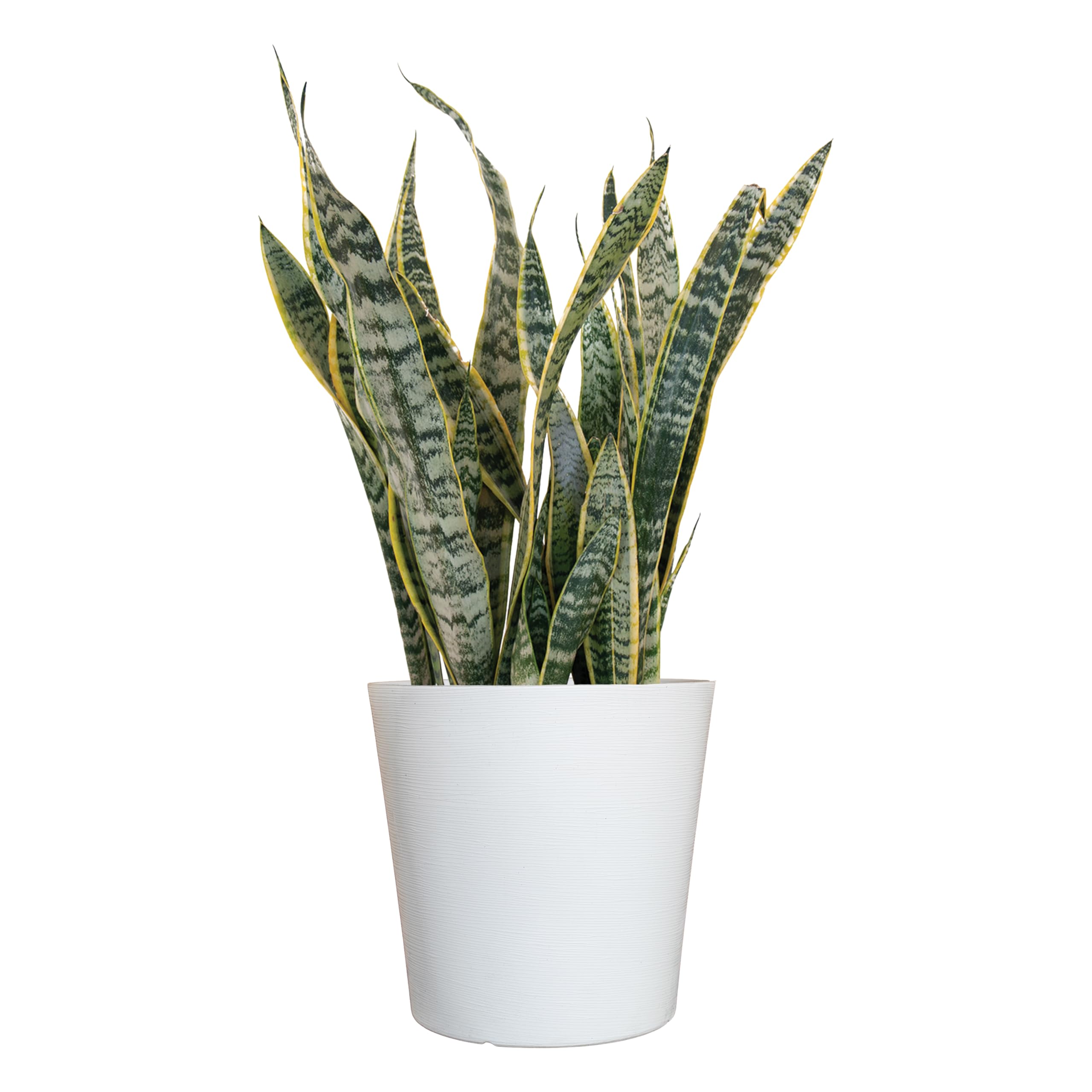 Amazon.com : United Nursery Live Snake Plant, Sansevieria Trifasciata ...