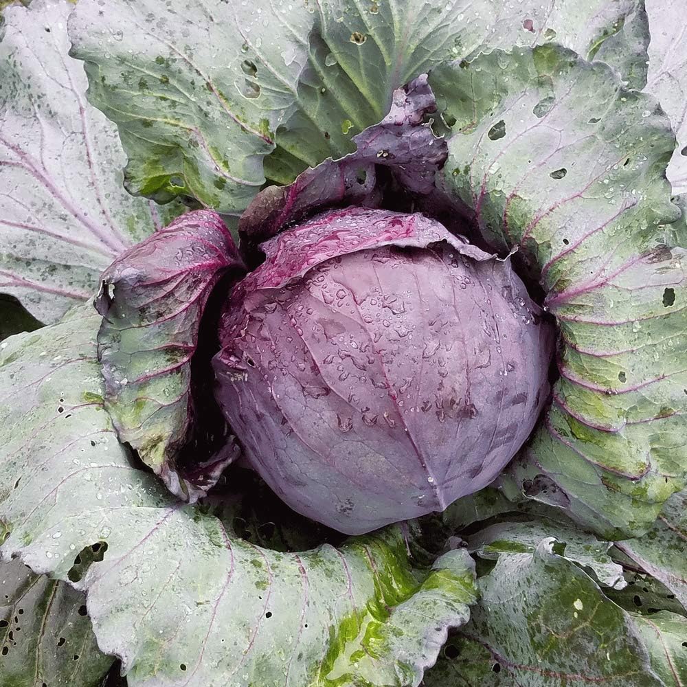 Amazon.com : Cabbage Seeds for Planting - Plant & Grow Red Acre Cabbage ...
