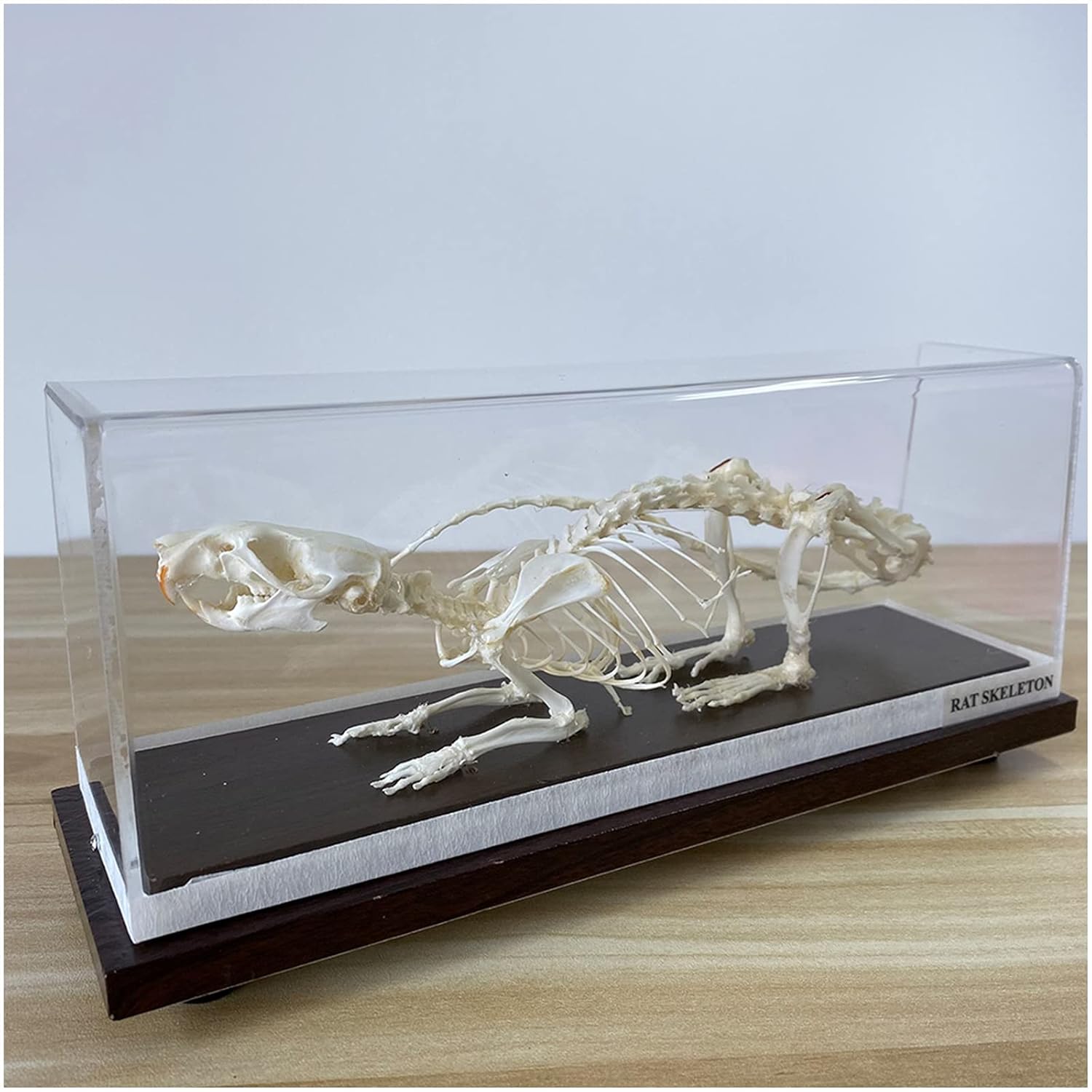 Real Animal Skeleton Specimen - Rat Skeleton Model - for Collectibles ...