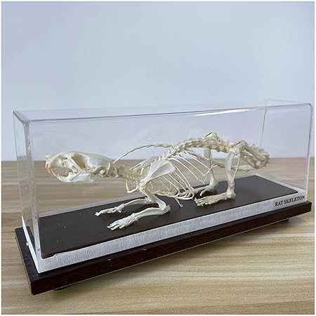 Real Animal Skeleton Specimen - Rat Skeleton Model - for Collectibles ...