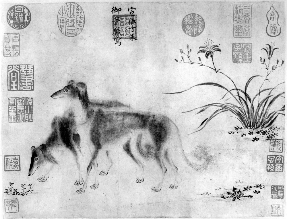 China Color In Dogs