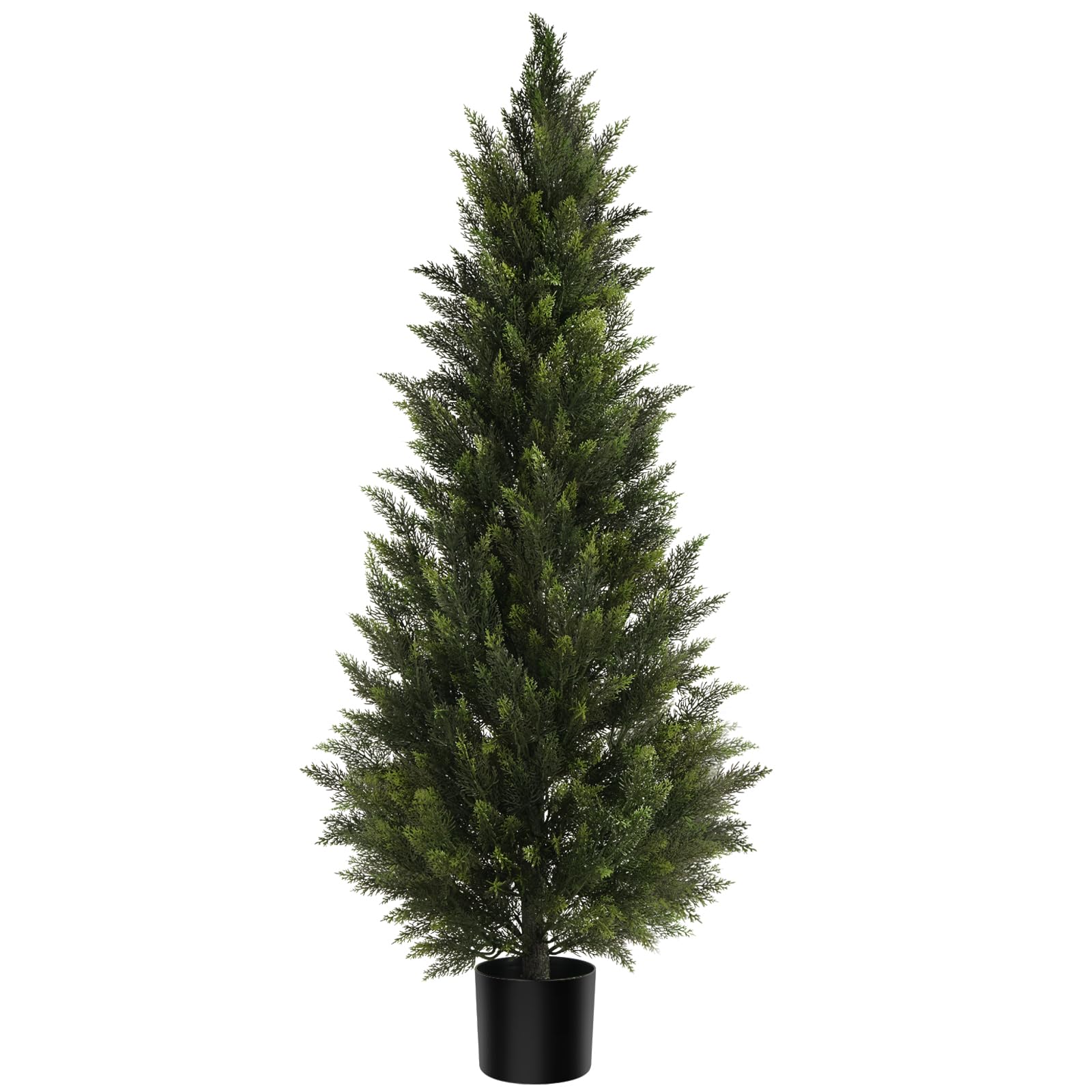 7 Best 5-6 Foot Evergreen Shrubs | 60 Inches of Perfect Privacy