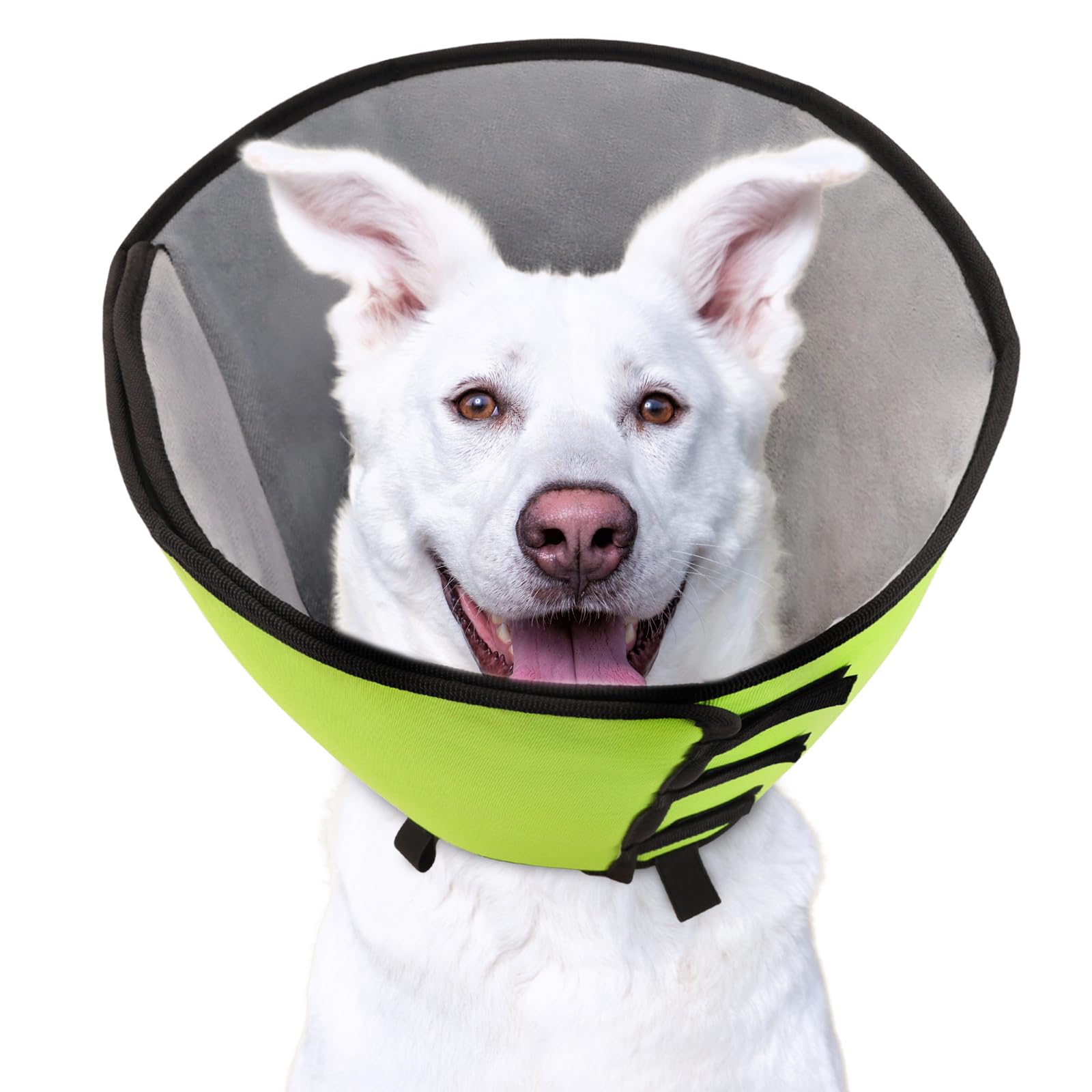 dog | Nellis Auction