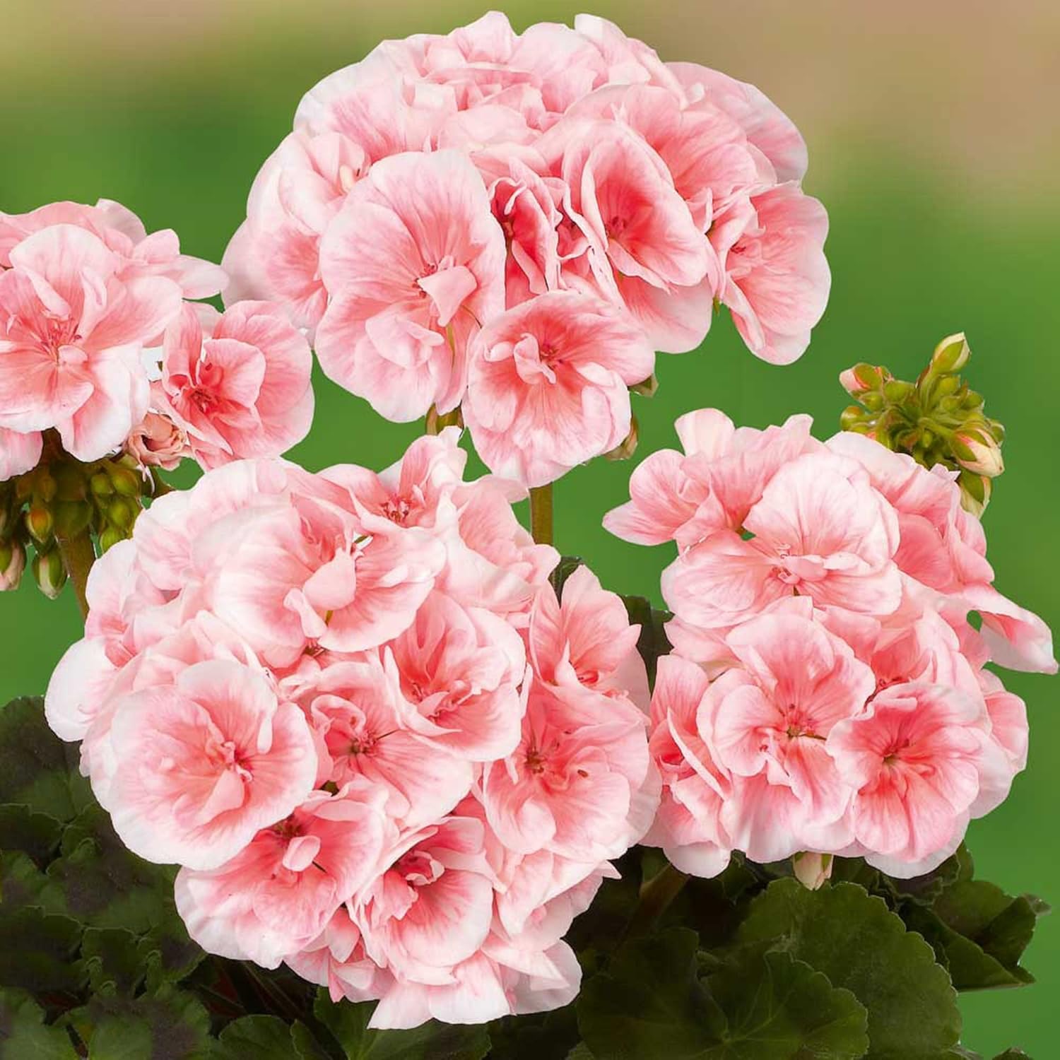 CHUXAY GARDEN Geranio rosa y blanco, geranios, Cranesbills, 10 semillas ...