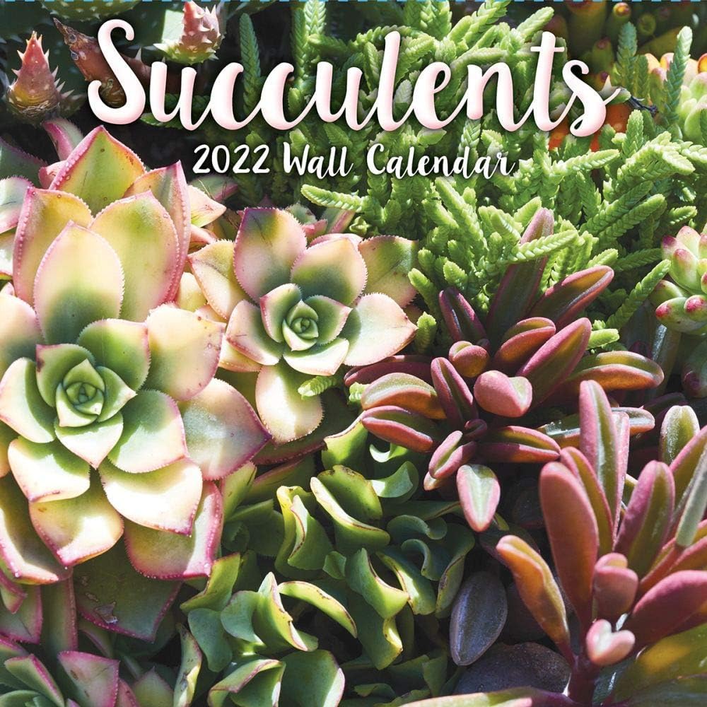 Amazon.com: Turner Licensing, Succulents 2022 Wall Calendar : Office ...