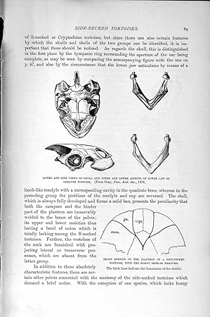Amazon｜自然史の 1896 の頭骨の Greaved のカメ Sternothere｜アートワーク・ポスター オンライン通販