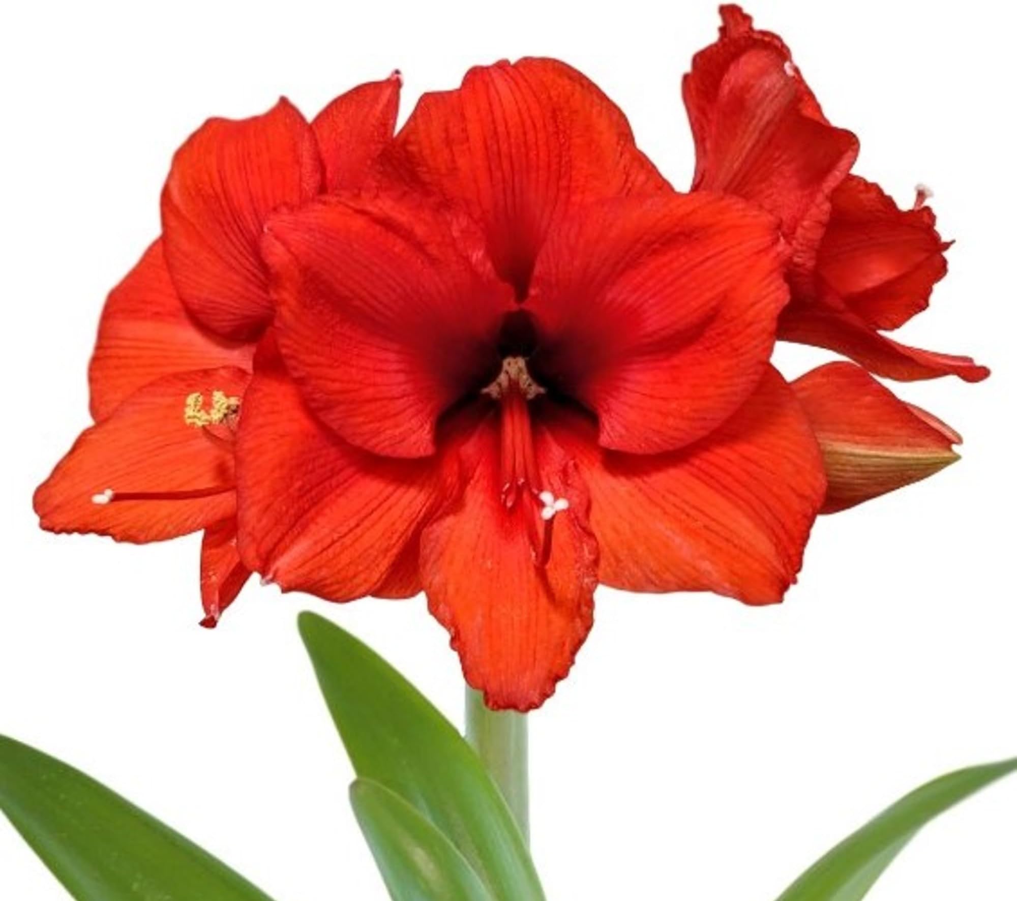 Amazon.com : Easy to Grow Amaryllis 'Desire' Plant Bulb (1 Pack ...