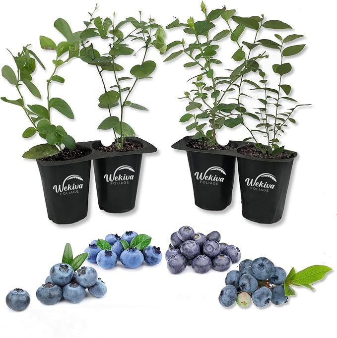 Amazon.com : Blueberry Variety Pack - 4 Live Starter Plants - Four Live ...