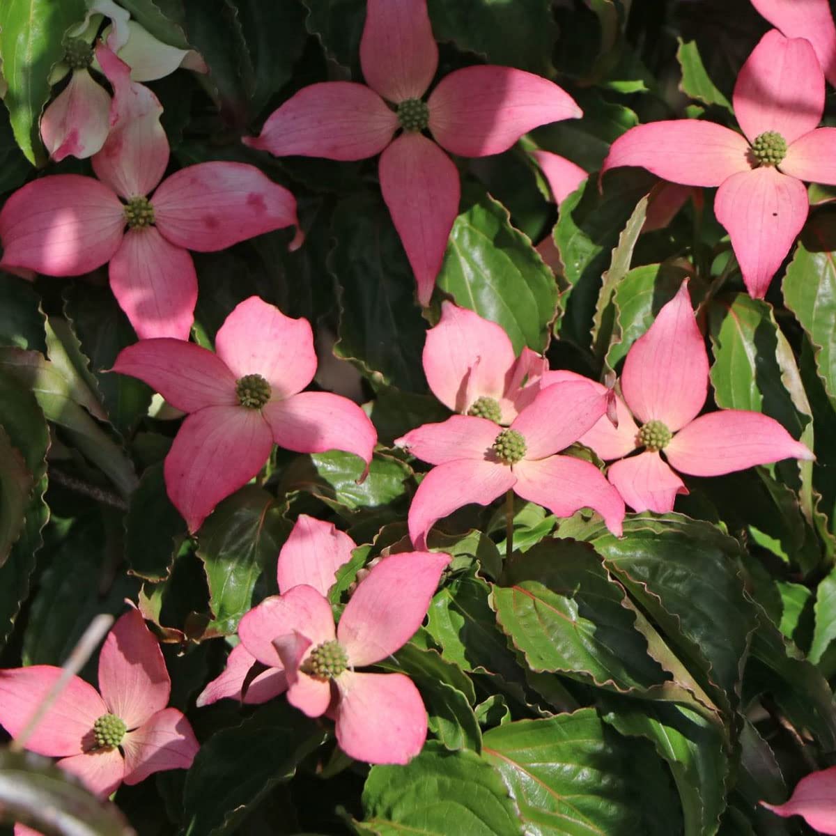 Buy Cornus kousa Beni-Fuji - Chinese Dogwood Grafted - in 1 L Pot ...