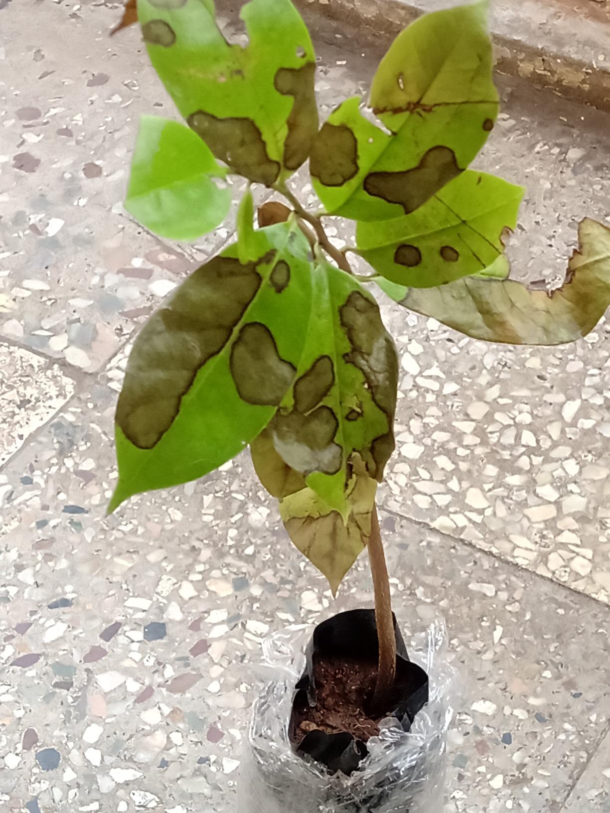 Creative Farmer Live Fruit Plant Mullatha Annona Muricata Soursop Rare ...
