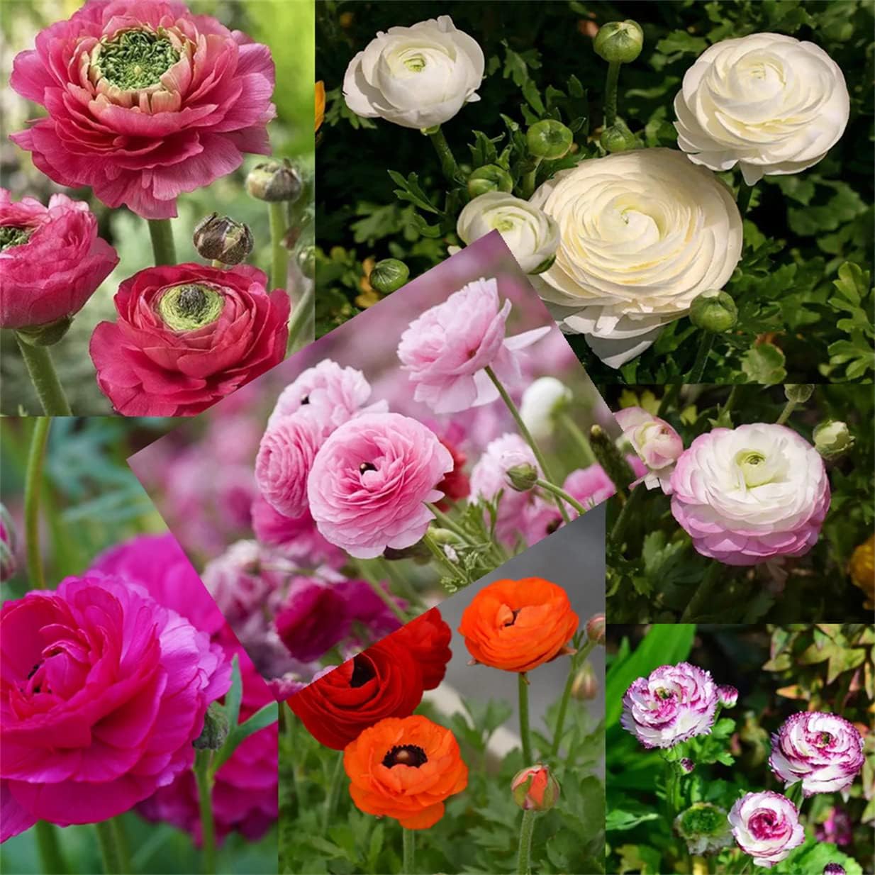 Amazon.com : HTERDR 100+ Mixed Color Flowers Ranunculus Seeds Asiaticus ...