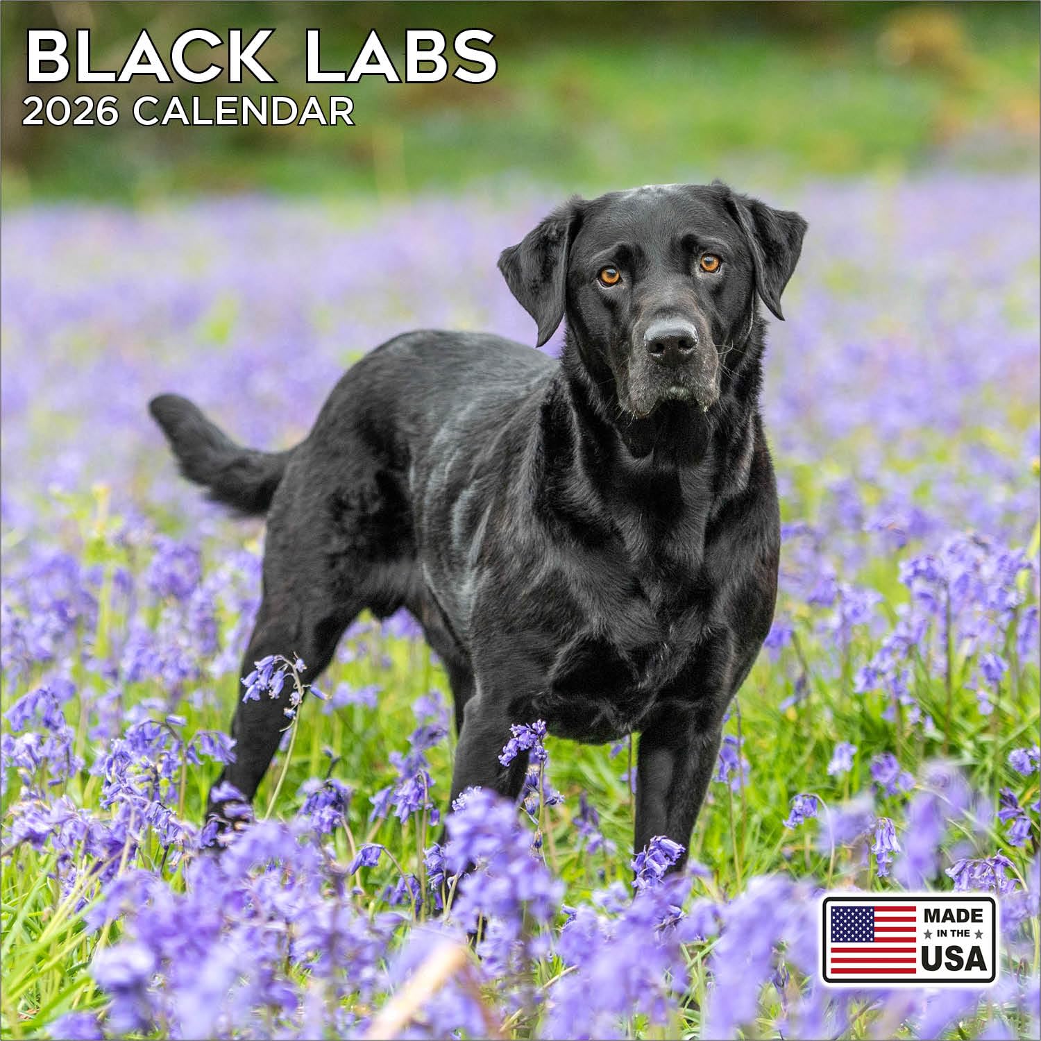 Snapklik.com : 2026 Black Labrador Calendar - Dog Breed Wall Calendar ...